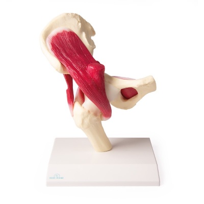 Hip Joint Model with Muscles | Health and Care